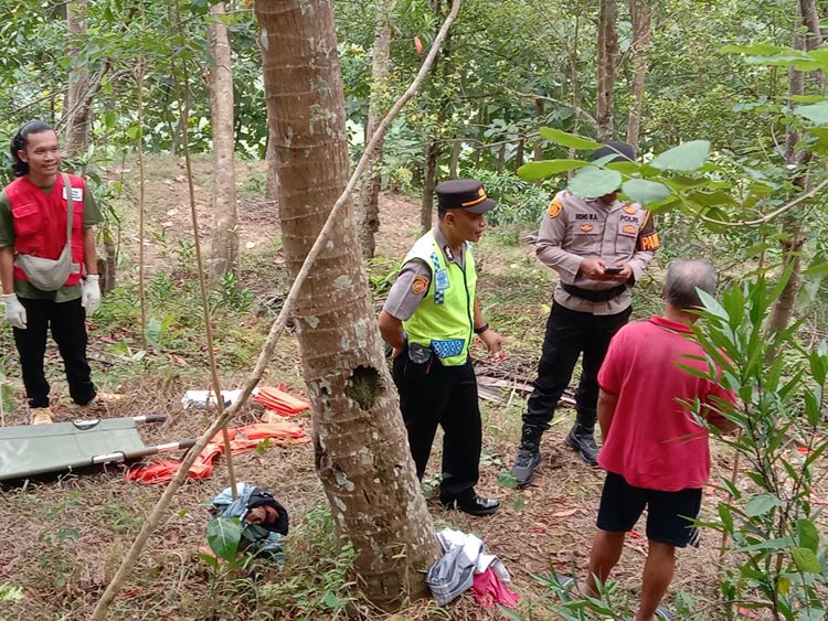 Pohon Jenitri Tumbang Saat Dipanen di Kebumen, Seorang Petani Tewas dan ...